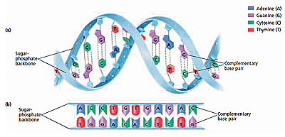 DNA Structure ~ Kang Biology